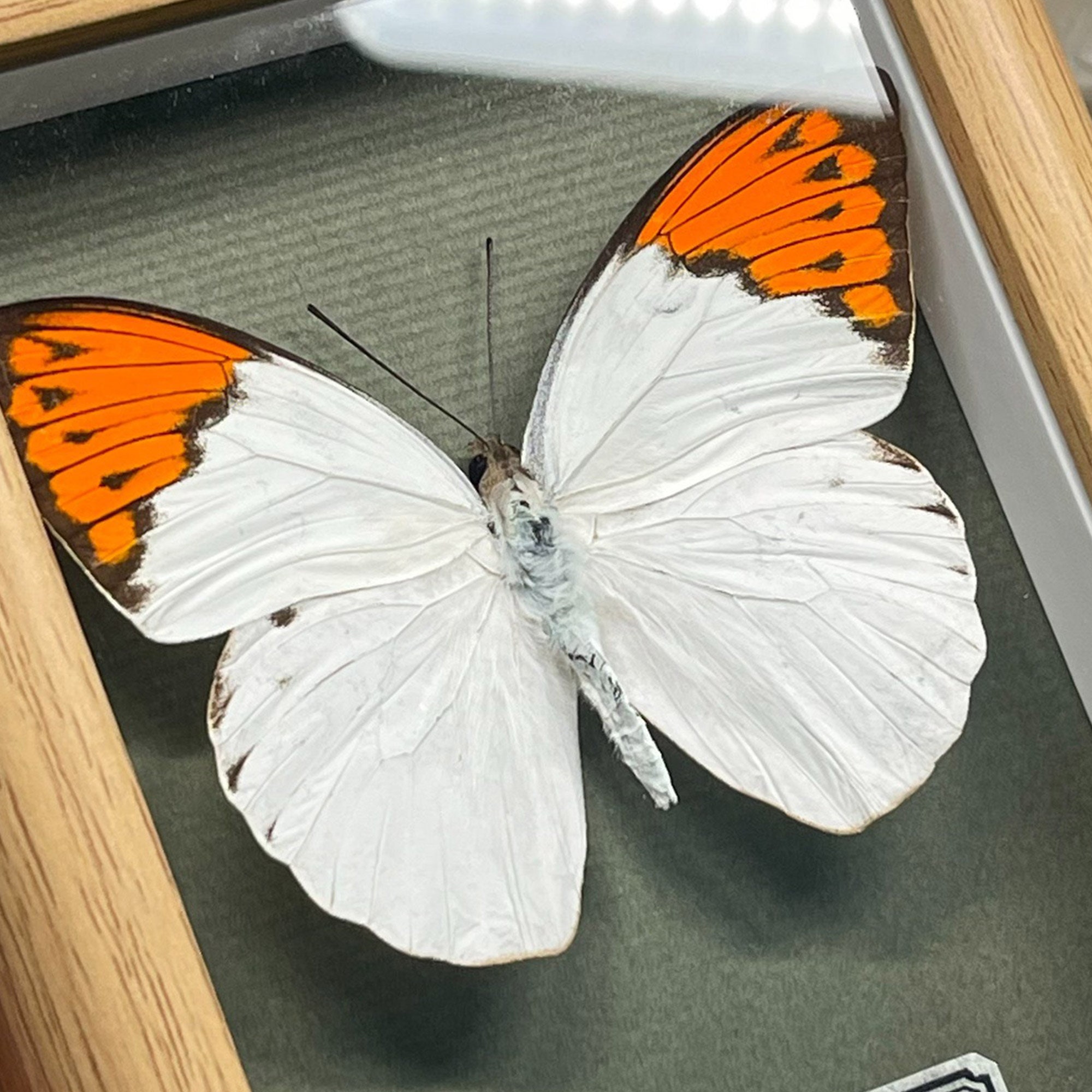 Real Butterfly Specimens, Rare Butterfly Specimens, Colorful ...