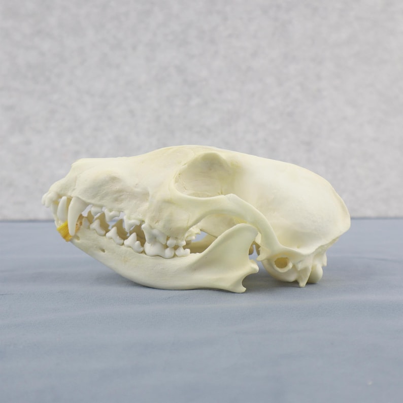 Fox Skull, Taxidermy, Animal Skull Collection Lover Gift, Exotic Nature ...