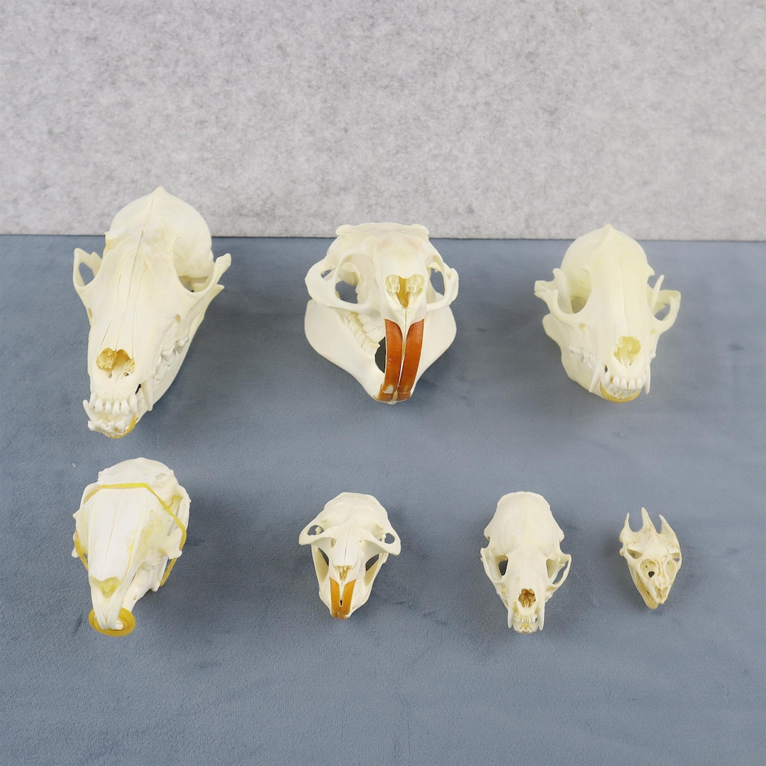Nutria Skull, Raccoon Skull, Fox Skull, Turtle Skull, Muskrat Skull ...