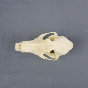 Fox Skull, Taxidermy, Animal Skull Collection Lover Gift, Exotic Nature ...