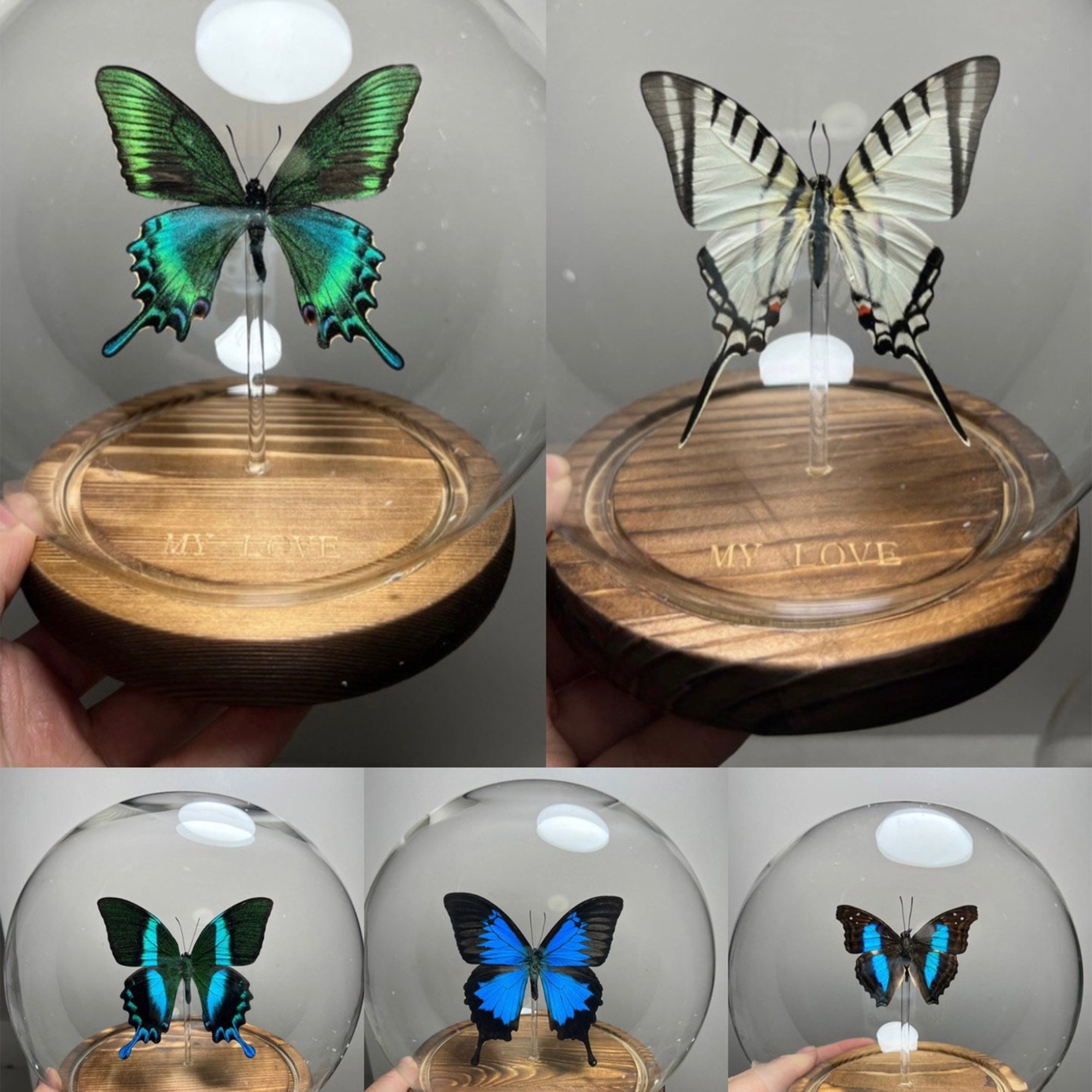 Real Butterfly Specimens, Rare Butterfly Specimens, Blue Green White ...