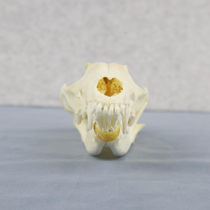 Fox Skull, Taxidermy, Animal Skull Collection Lover Gift, Exotic Nature ...