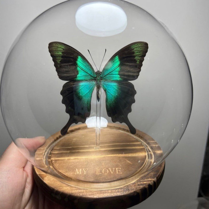 Real Butterfly Specimens, Rare Butterfly Specimens, Blue Green White ...