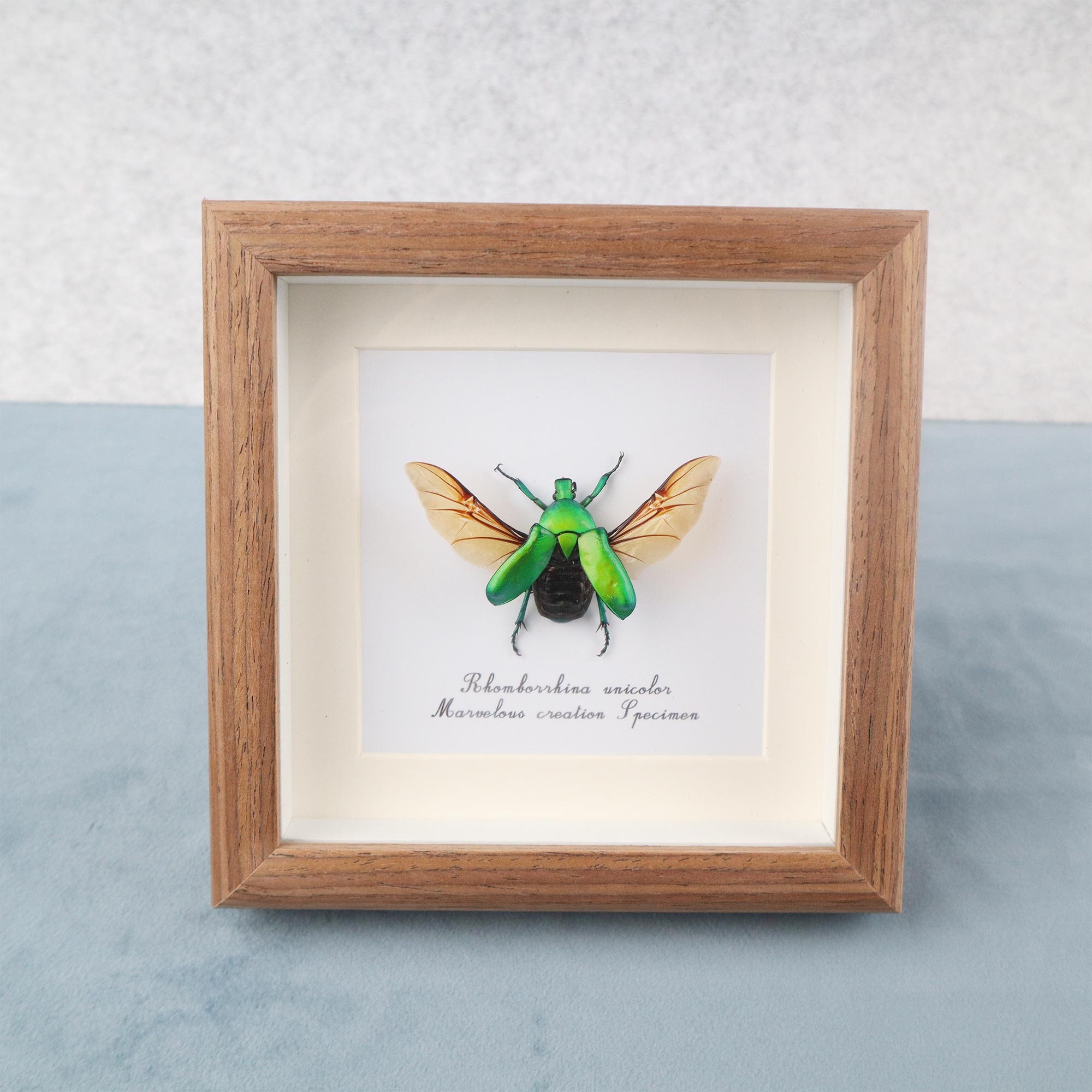 Pothos Beetle Specimen Photo Frame Insect Beetle Specimen - Etsy