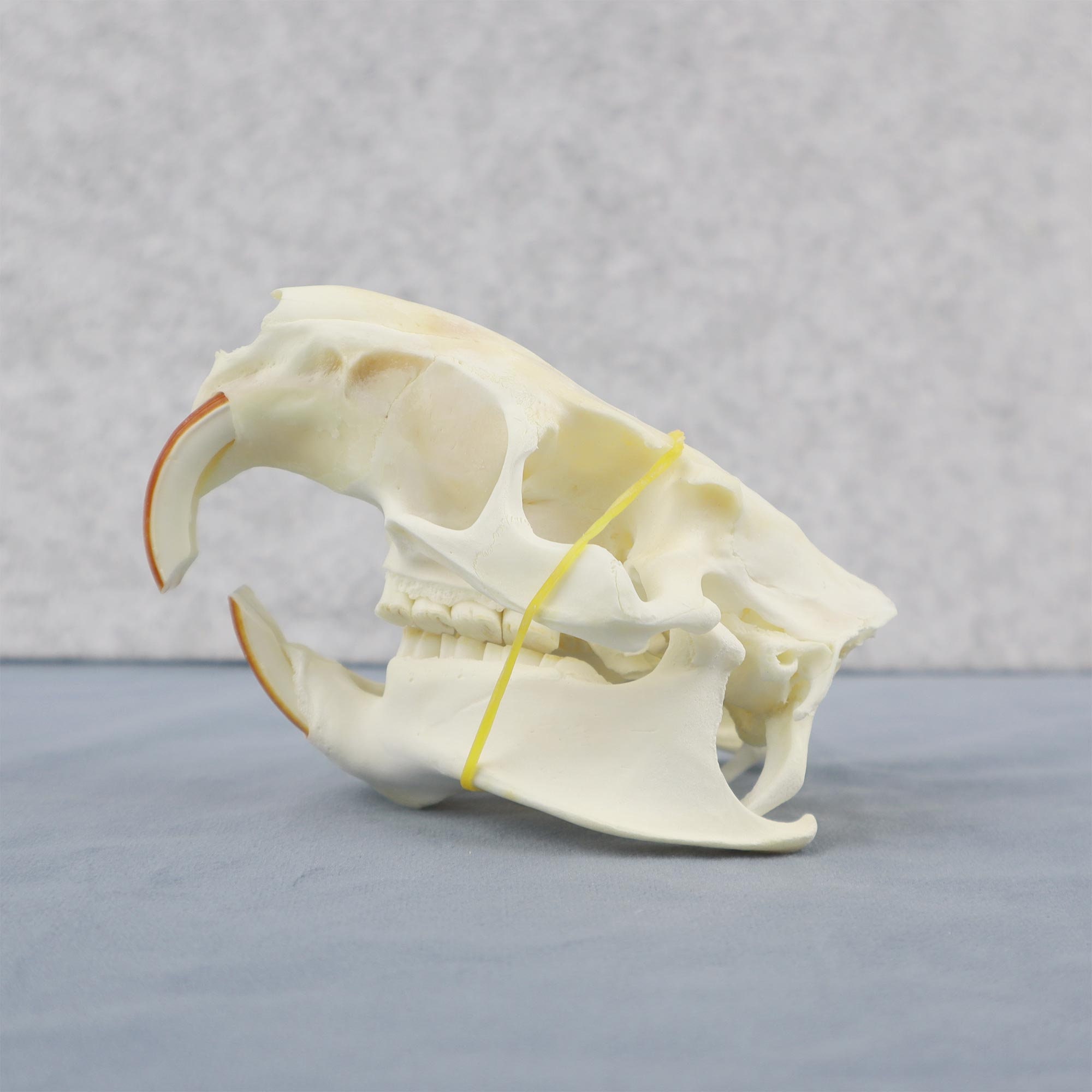 Nutria Skull, Authentic Taxidermy, Gift for Collectors, Beautiful ...