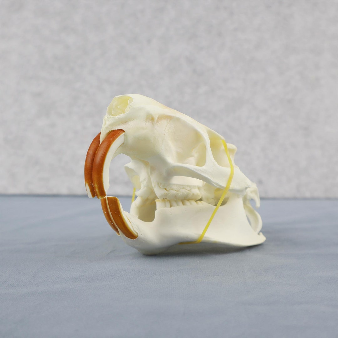 Nutria Skull, Authentic Taxidermy, Gift for Collectors, Beautiful ...