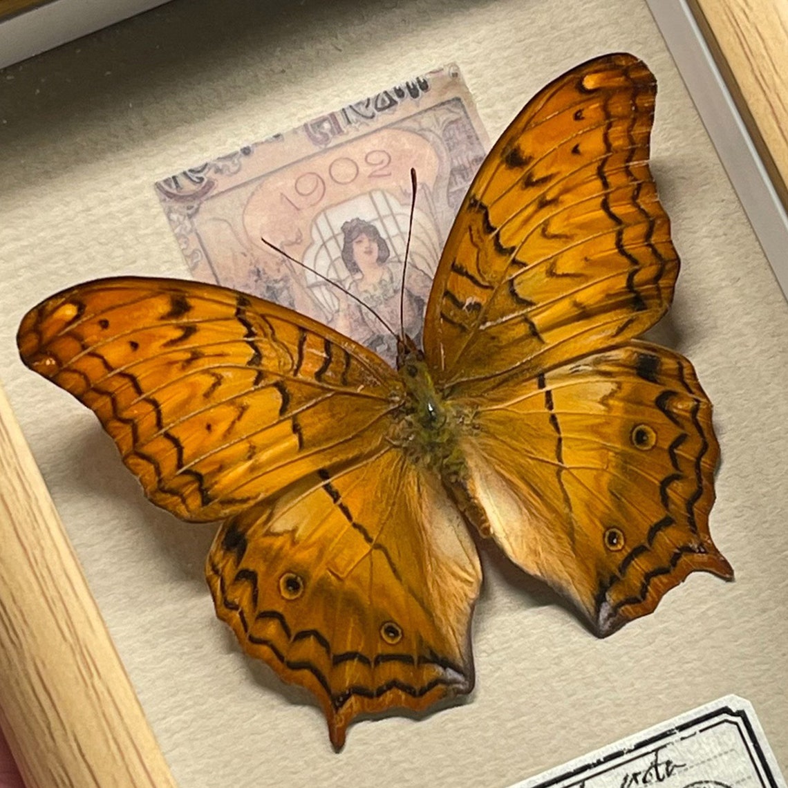 Real Butterfly Specimens, Rare Butterfly Specimens, Colorful ...