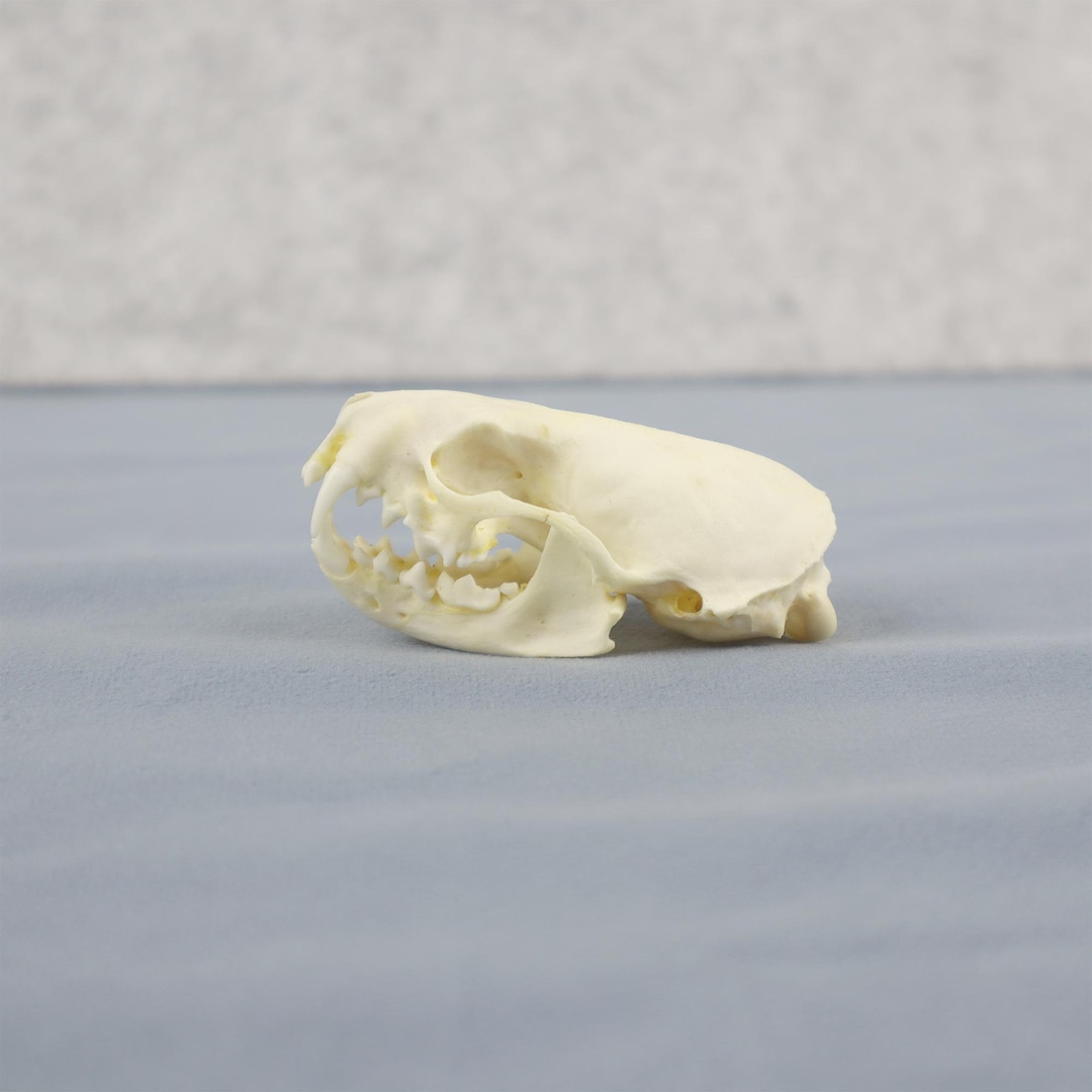 Mink Skull, Taxidermied Animal Skull, Real Skull Specimen, Skeletal ...