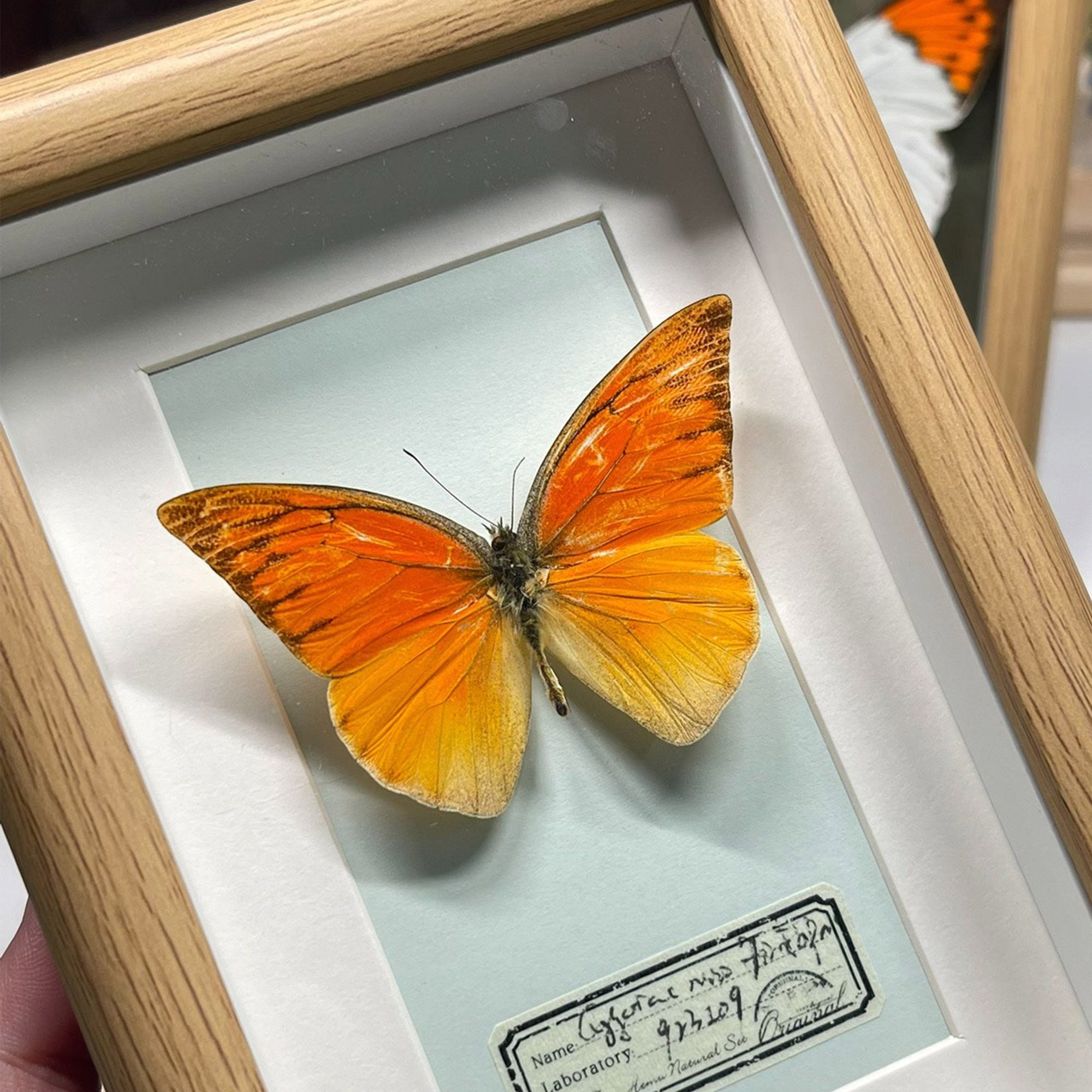 Real Butterfly Specimens, Rare Butterfly Specimens, Colorful ...