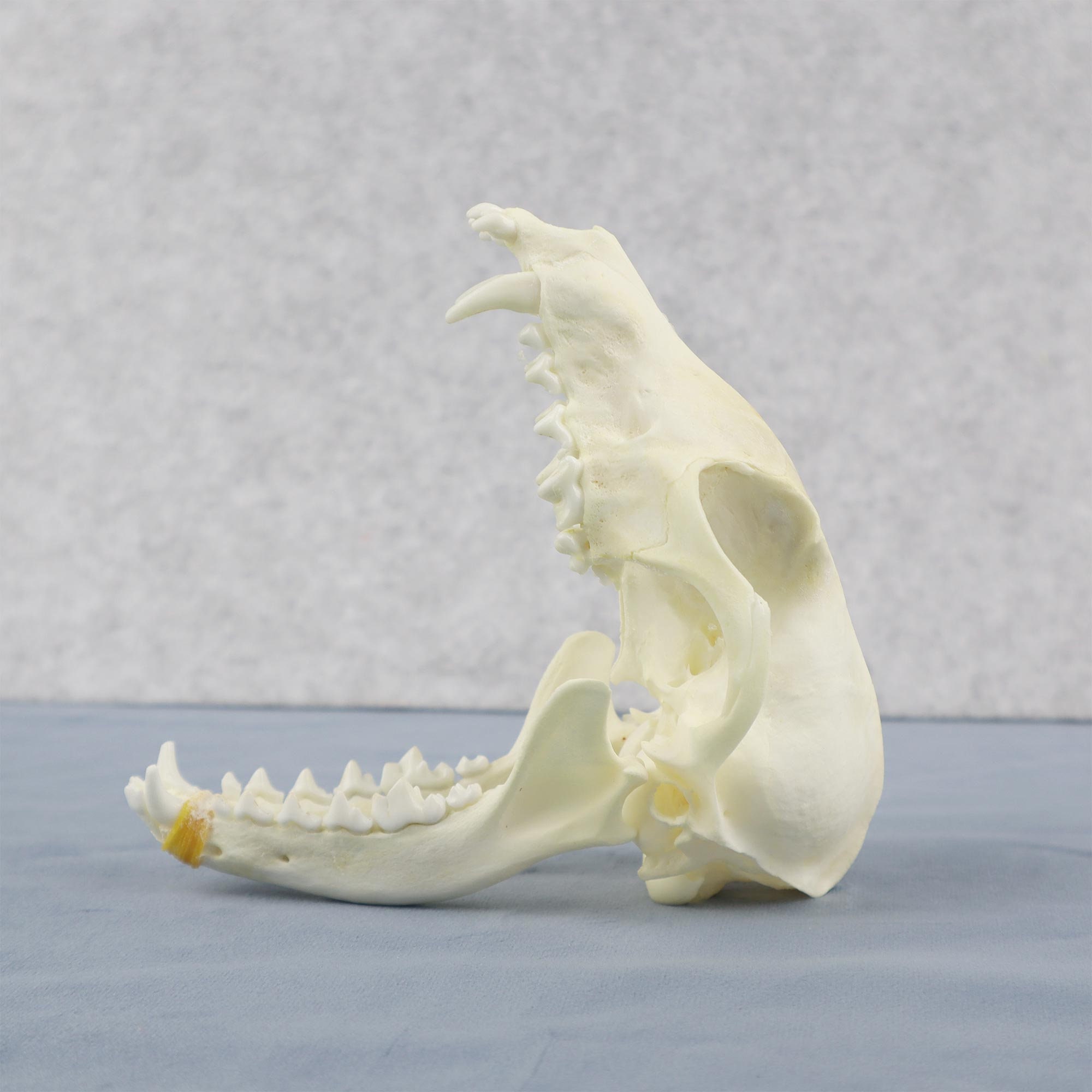 Fox Skull, Taxidermy, Animal Skull Collection Lover Gift, Exotic Nature ...