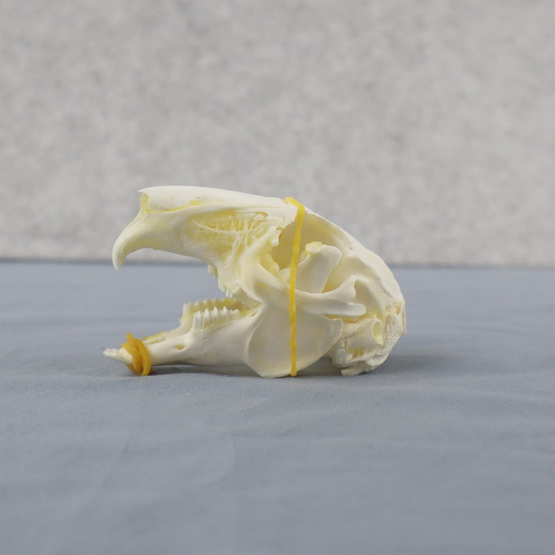 Real Animal Skull - Etsy