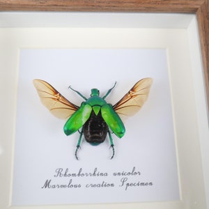 Pothos Beetle Specimen Photo Frame, Insect Beetle Specimen, Real Insect ...