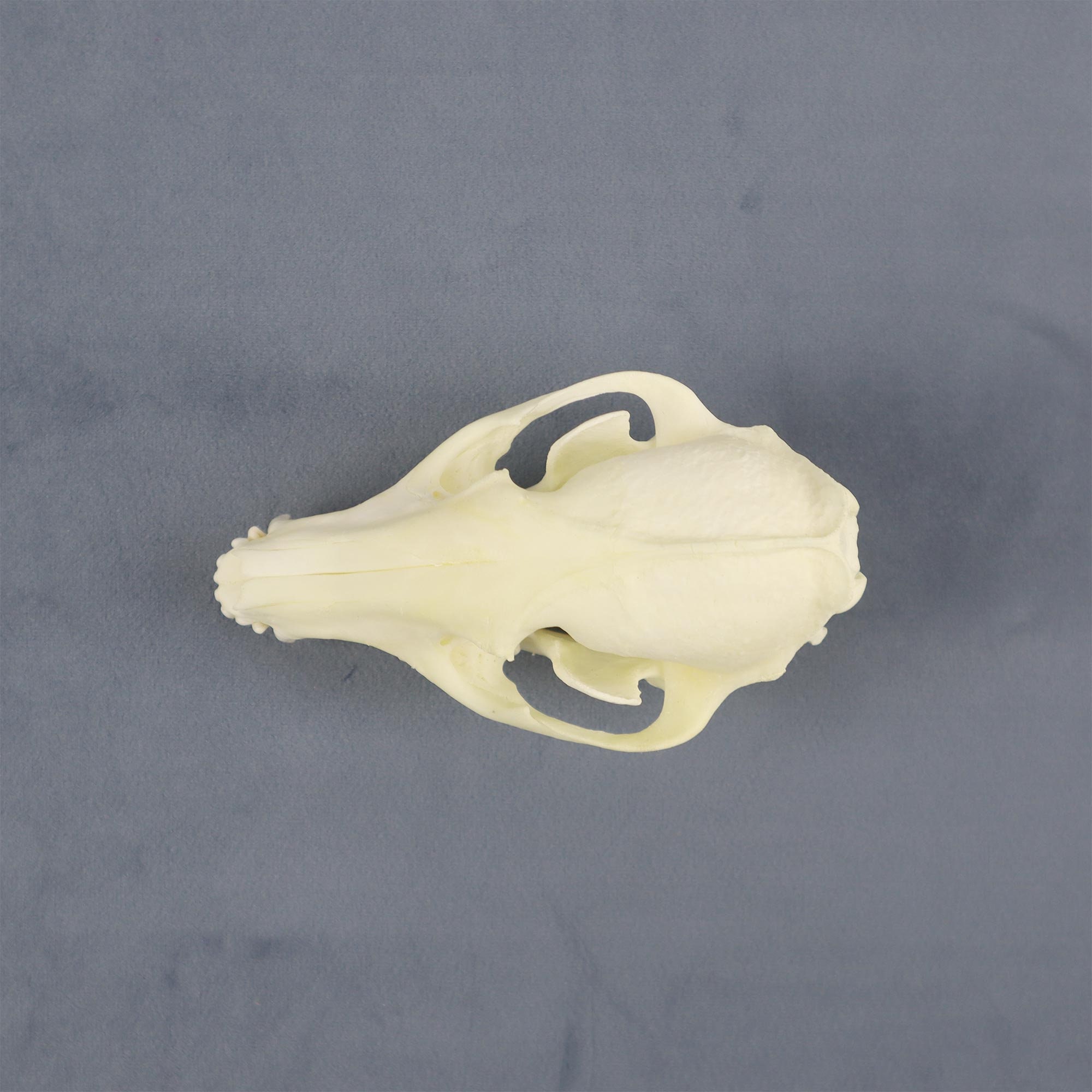 Raccoon Skull Bone Specimens Wall Shelf Decoration Real - Etsy