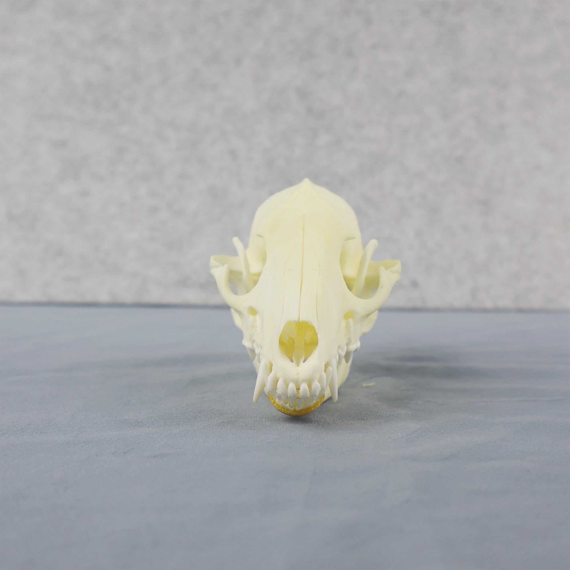 Raccoon Skull, Bone Specimens, Wall Shelf Decoration, Real Animal ...