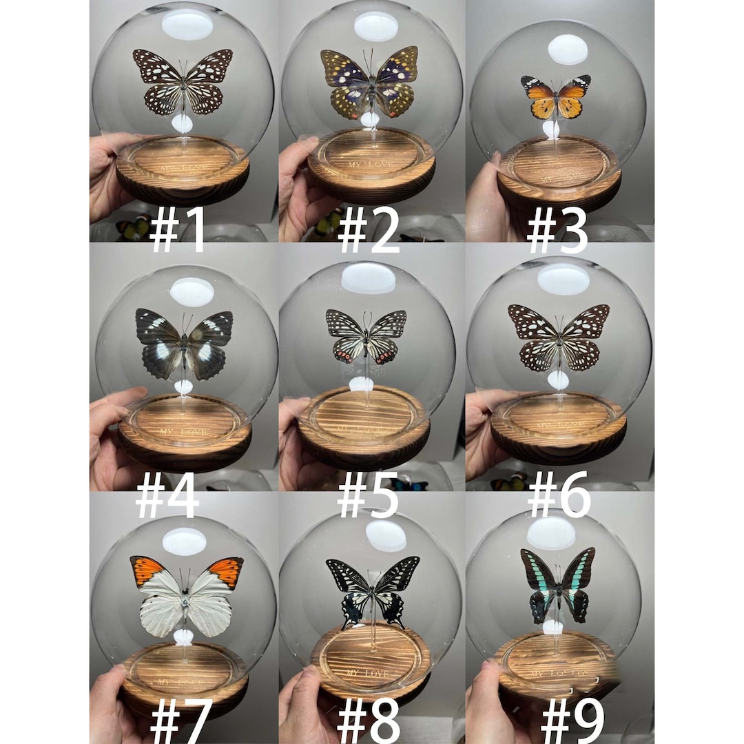 Real Butterfly Specimens, Rare Butterfly Specimens, Blue Green White ...