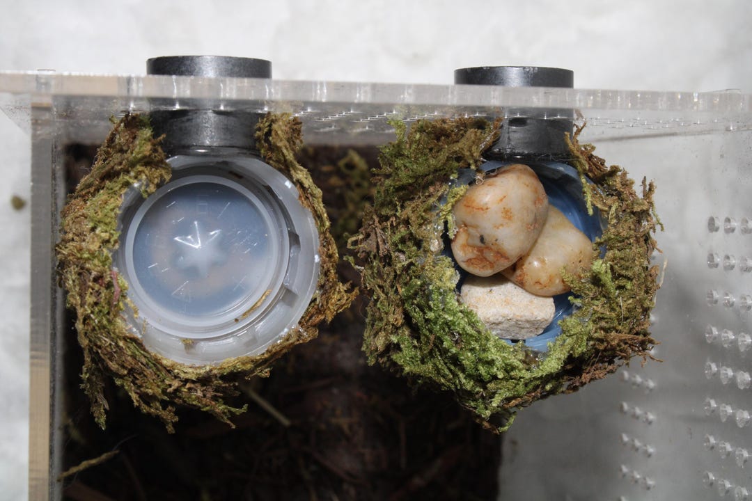 Moss Covered Feeder Dish Water & Food Dish for Jumping Spiders Food and ...