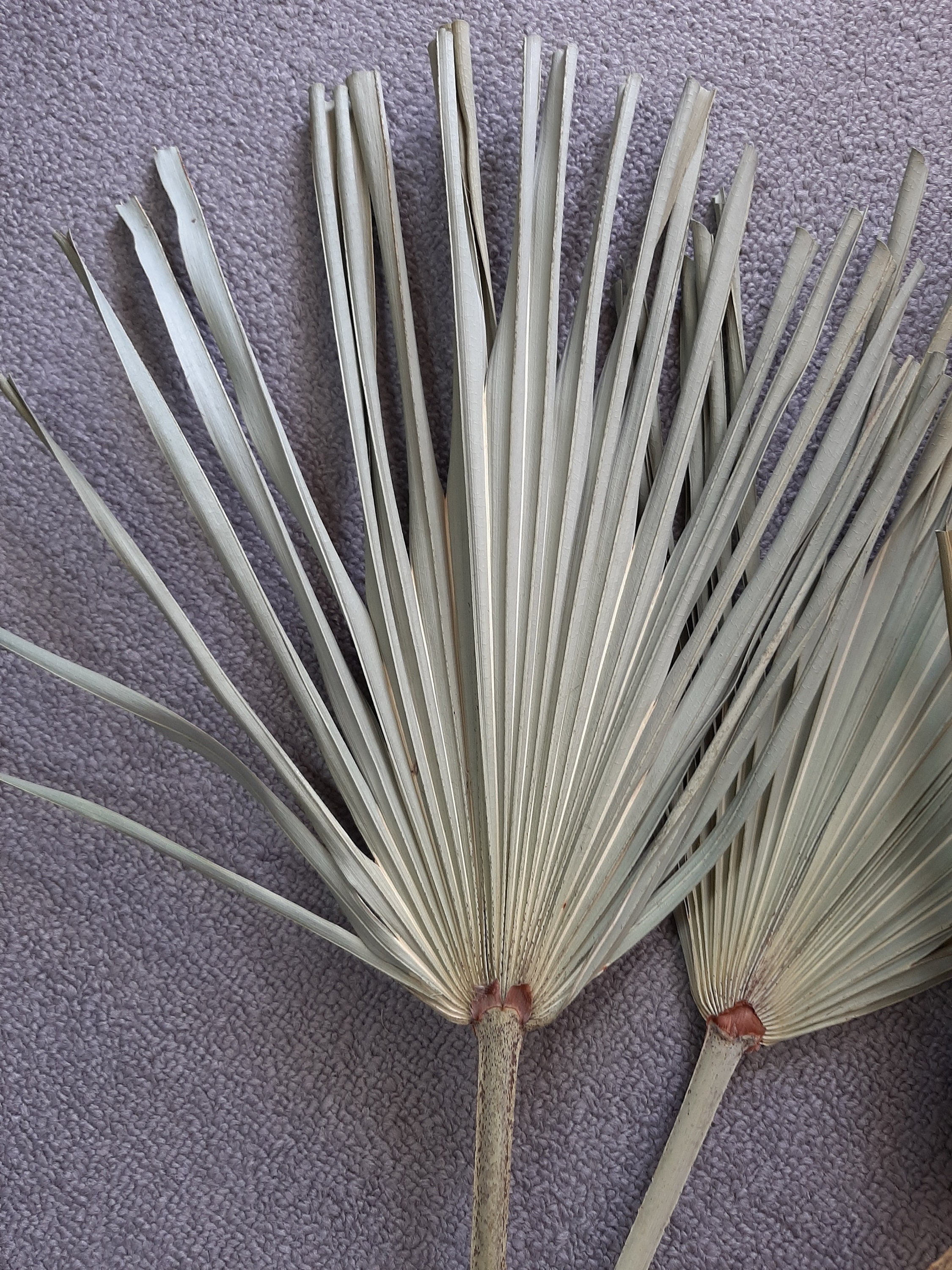 Palm Fronds From Saw Palmetto Palms Dried ~ 20" Long Palm Leaves for ...