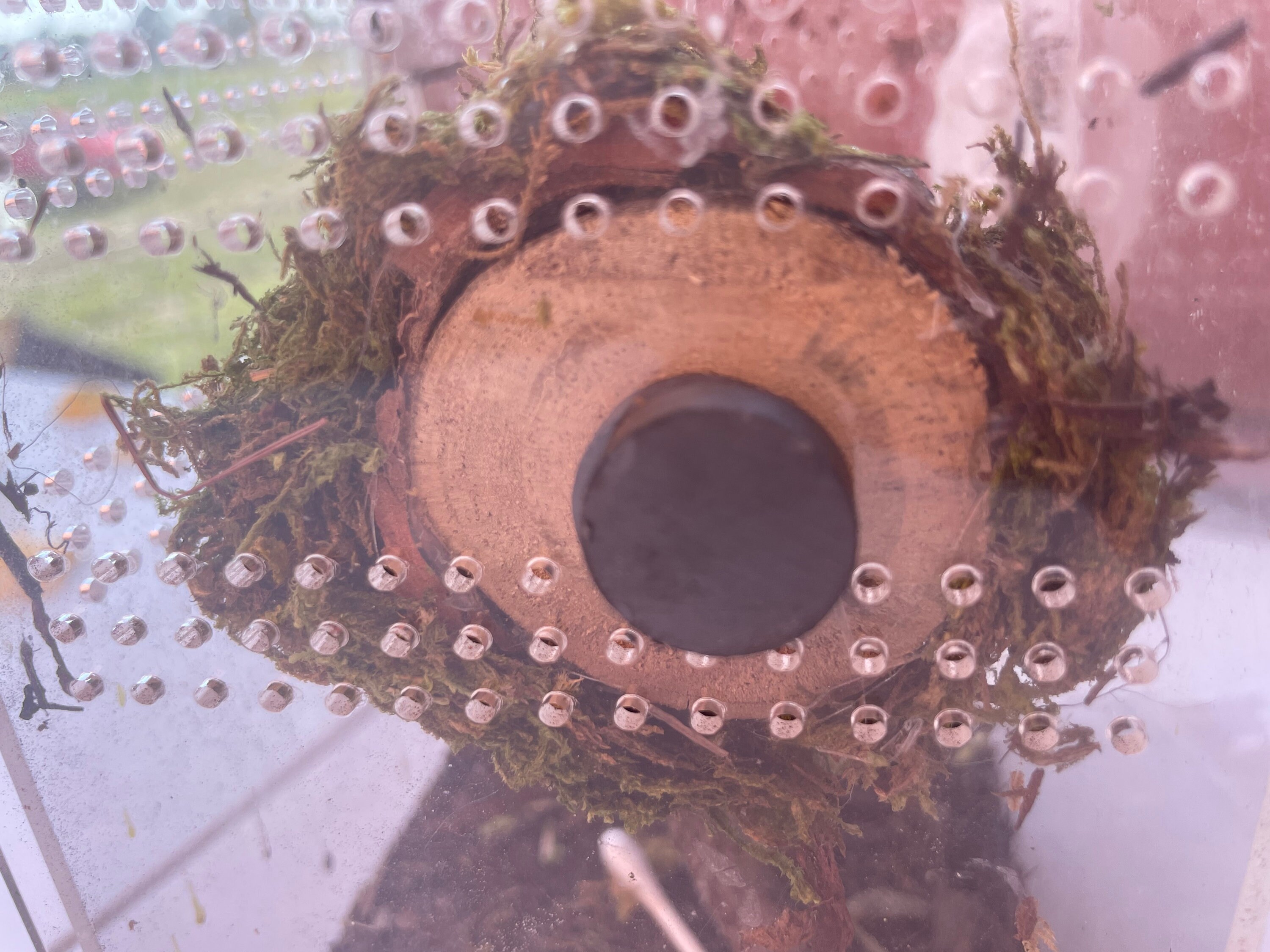 Hanging Moss Hide for Spiders Jumping Spiders Insects Magnetic Stays on ...