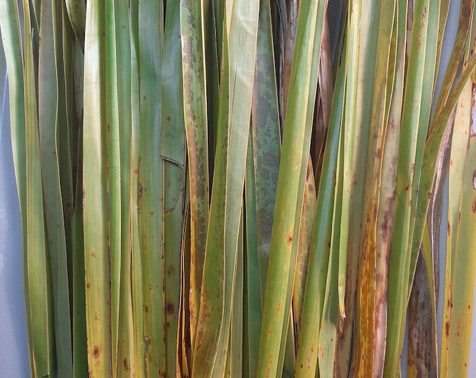Coconut Leaves - 75 Green Leaves NOT DRY Leaves. From South Florida ...