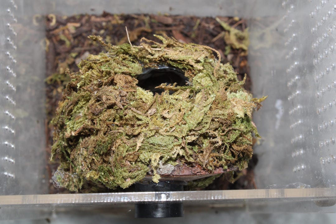 Hanging Moss Hide for Spiders Jumping Spiders Magnetic Stays on ...