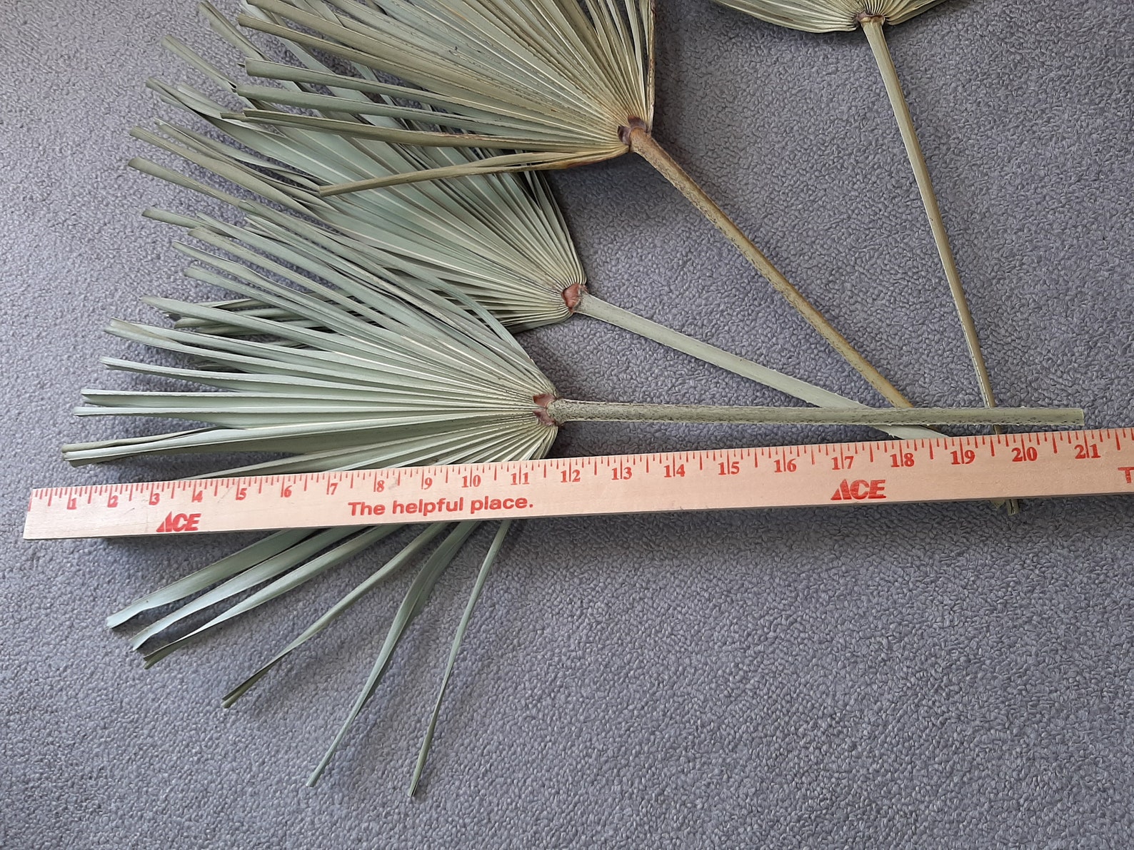 Palm Fronds From Saw Palmetto Palms Dried ~ 20" Long Palm Leaves for ...