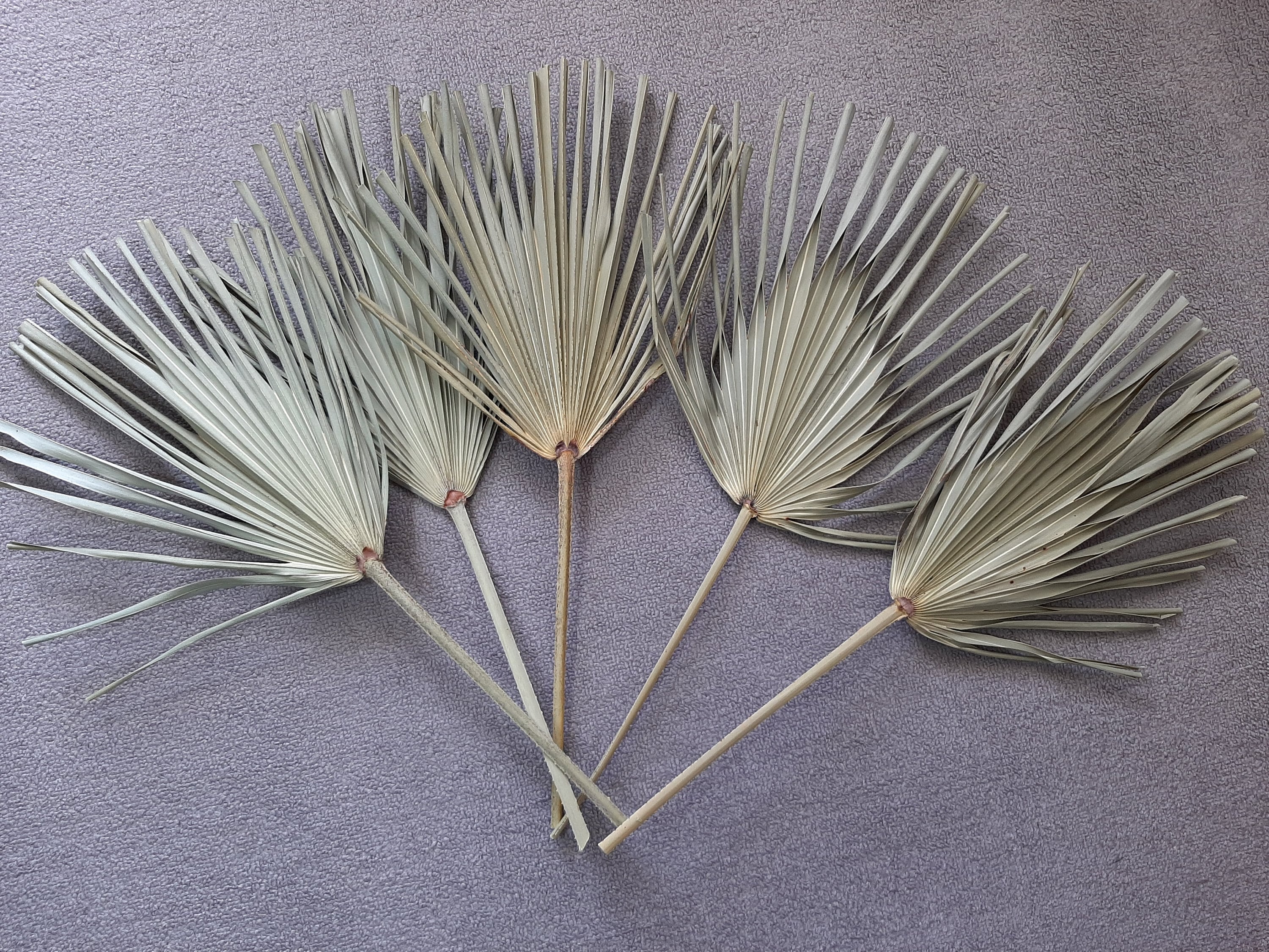 Palm Fronds From Saw Palmetto Palms Dried ~ 20" Long Palm Leaves for ...