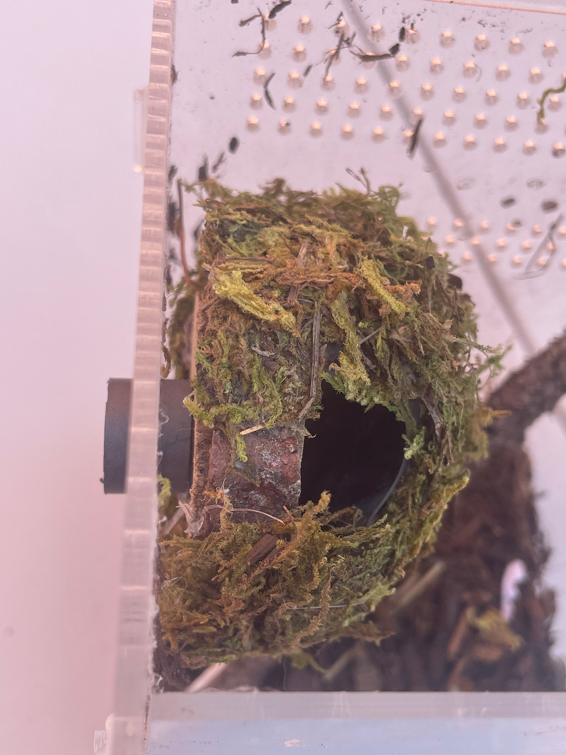 Hanging Moss Hide for Spiders Jumping Spiders Insects Magnetic Stays on ...