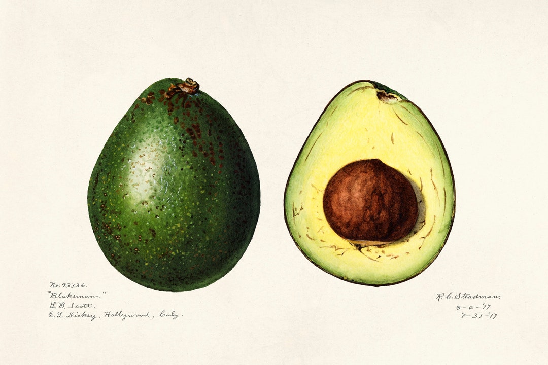 Vintage Illustrations of Avocados, Digital Download, Wall Art, Poster ...