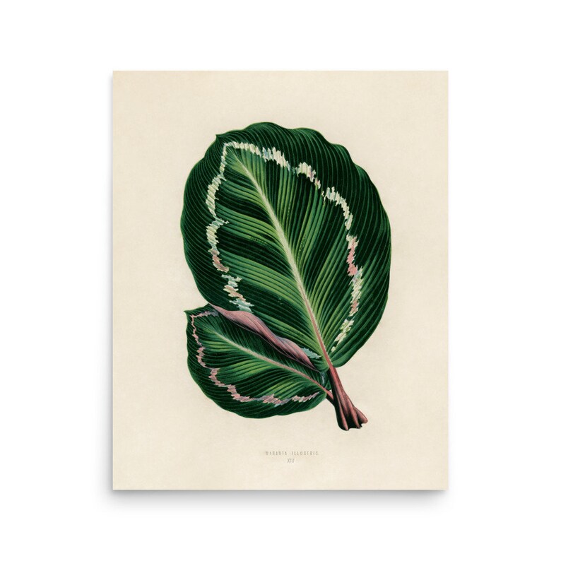 Ilustración de hoja de Calathea pintada de rosa vintage por Benjamin ...