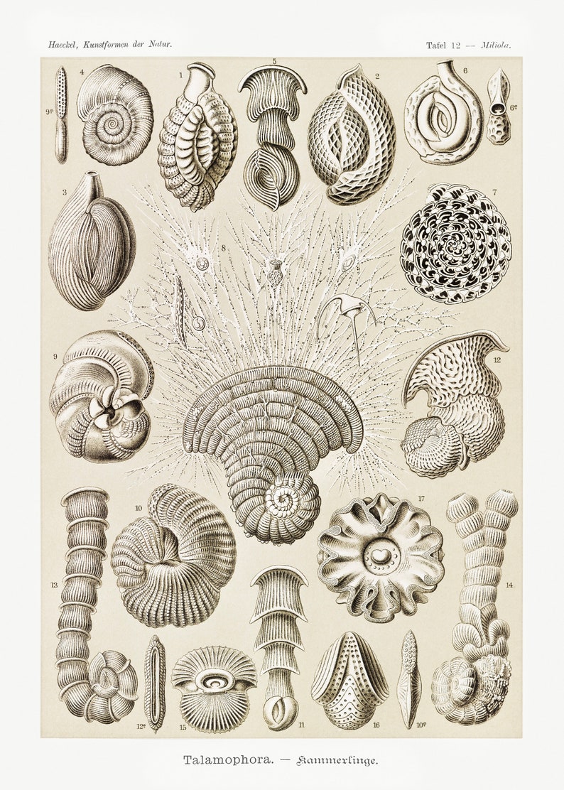 Vintage Ernst Haeckel Shell Illustration, Digital Download, Wall Art ...