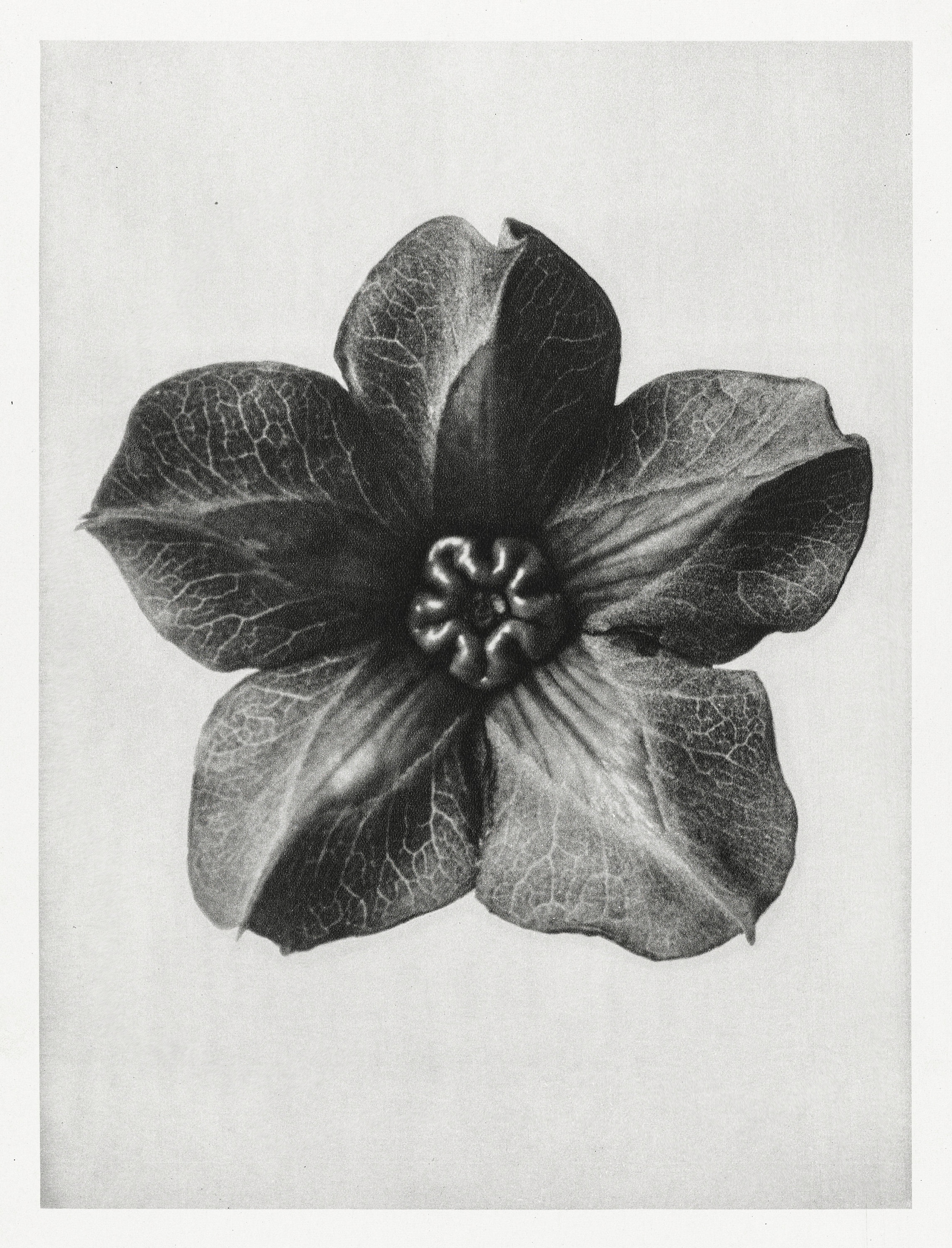 Set of 3 Karl Blossfeldt Flower Photographs Digital - Etsy