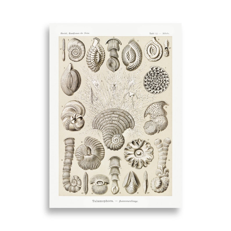 Vintage Ernst Haeckel Shell Illustration Digital Download - Etsy