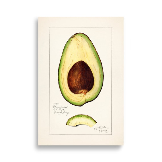 Vintage Avocado Illustration
