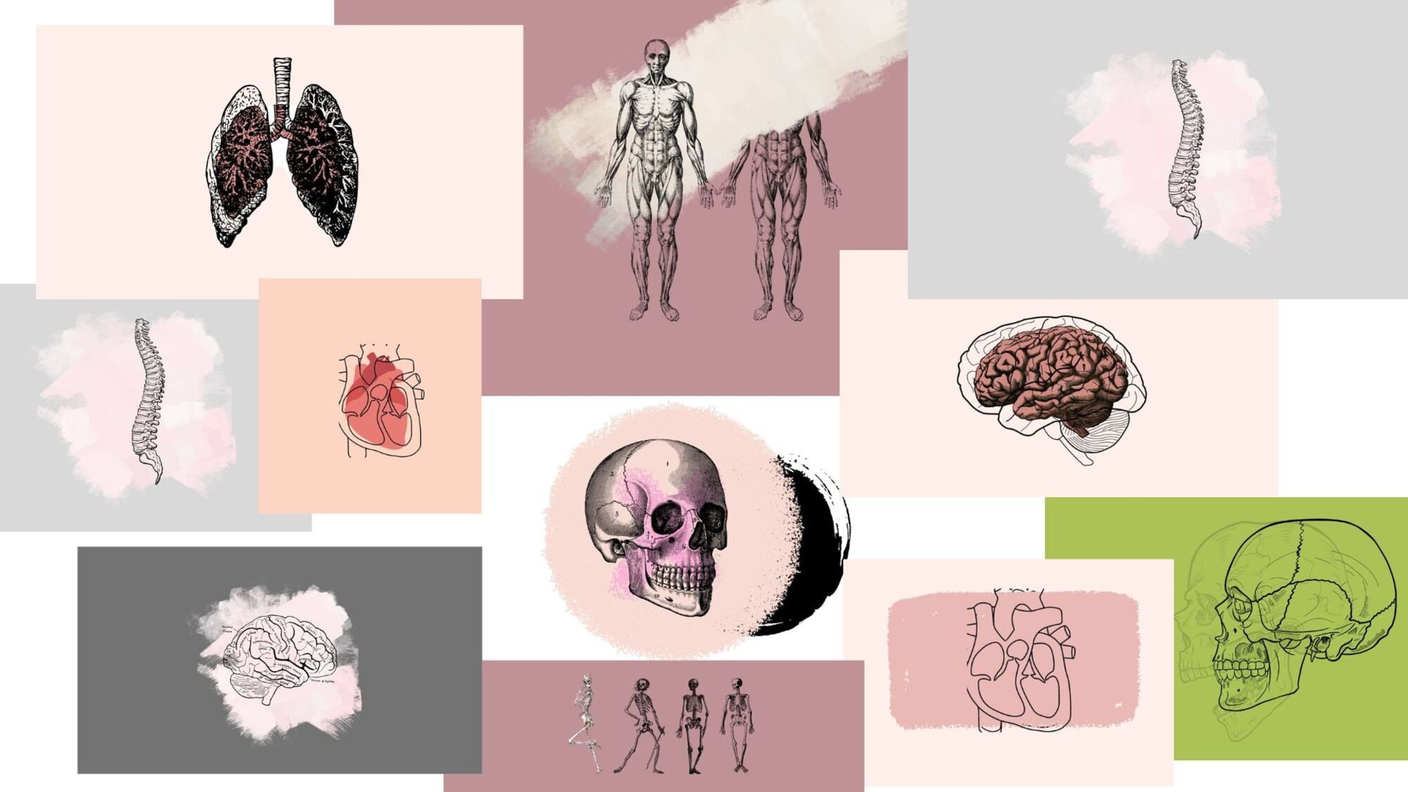 Anatomy Art Wallpaper