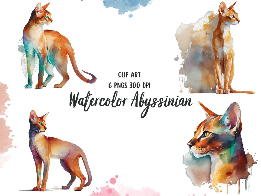 Abyssinian Watercolor Clipart Set 6 Cat Clip Art Pngs for - Etsy