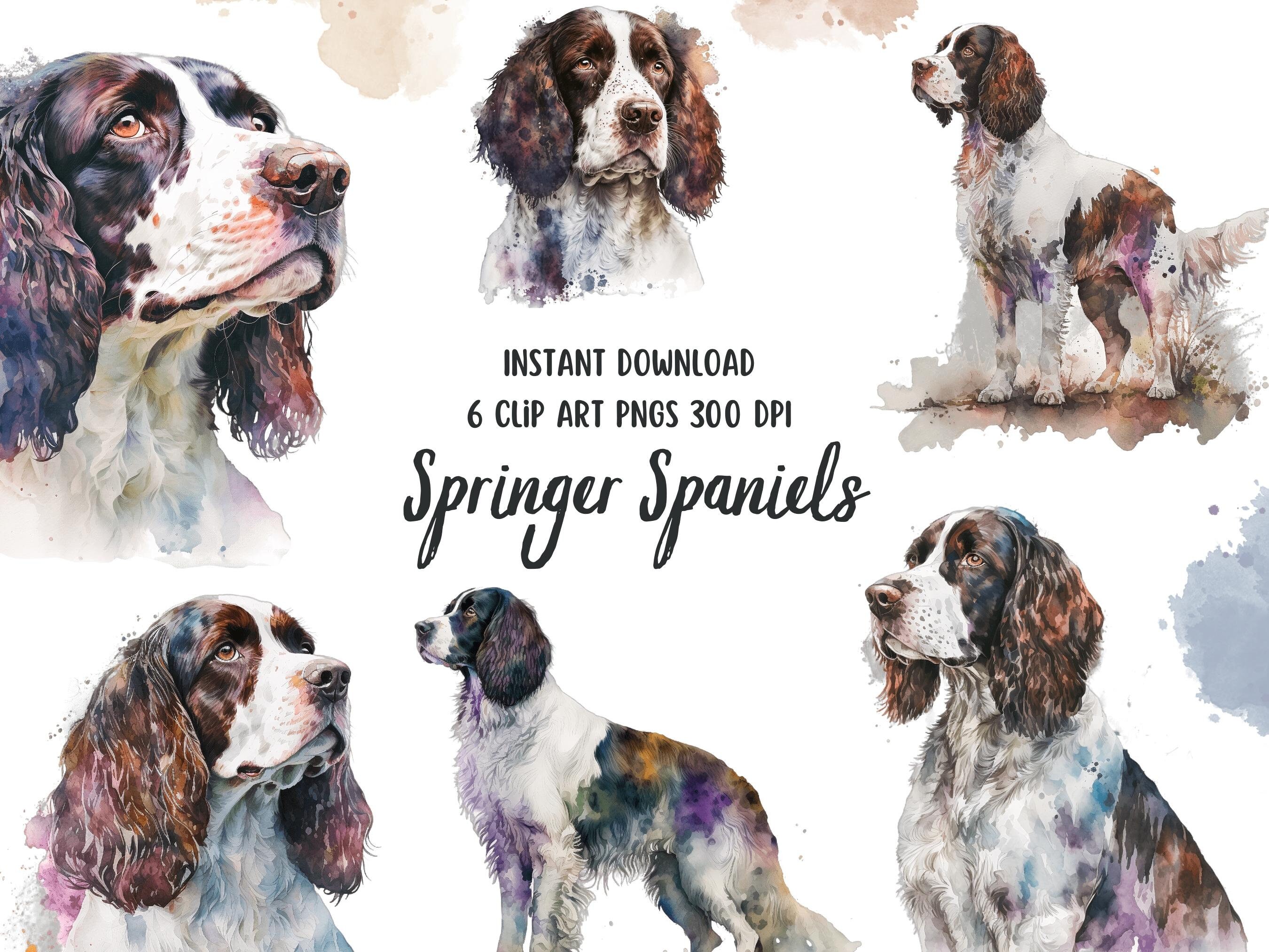 Springer Spaniel Clipart 6 Watercolor Dogs Clip Art Pngs Commercial Use ...
