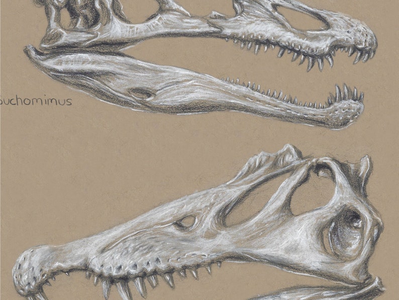 Spinosaur Skulls Charcoal Drawing, Fossil Drawing, Dinosaur Wall Art ...