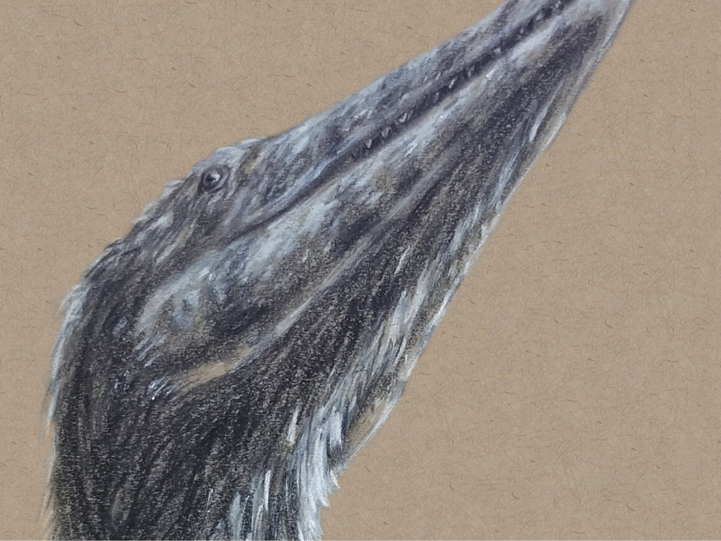 Austroraptor Looking Up, Raptor Drawing, Dinosaur Wall Art, Room Decor ...