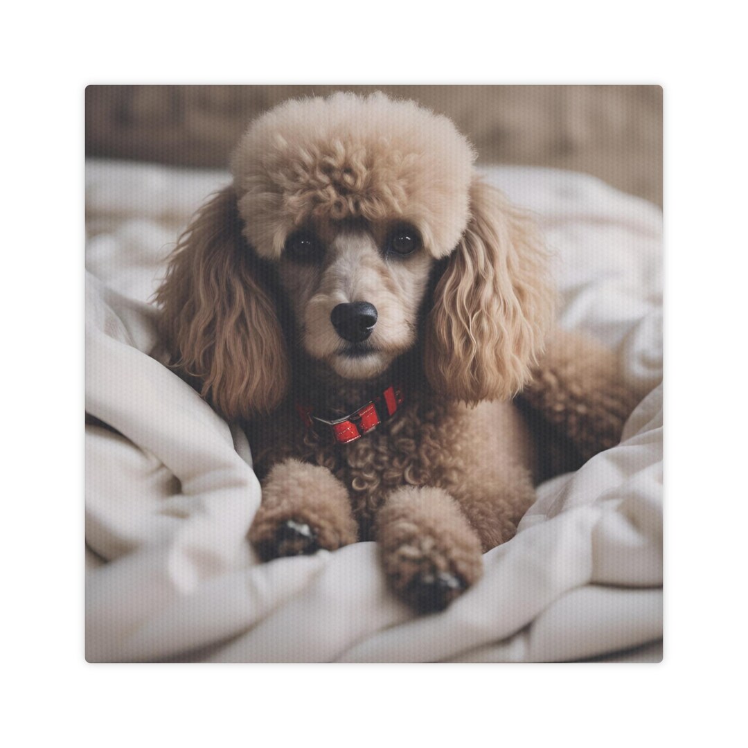 Poodle Laying in Bed 8x8 Canvas Print, Small Wall Decor, Wall Hangings ...