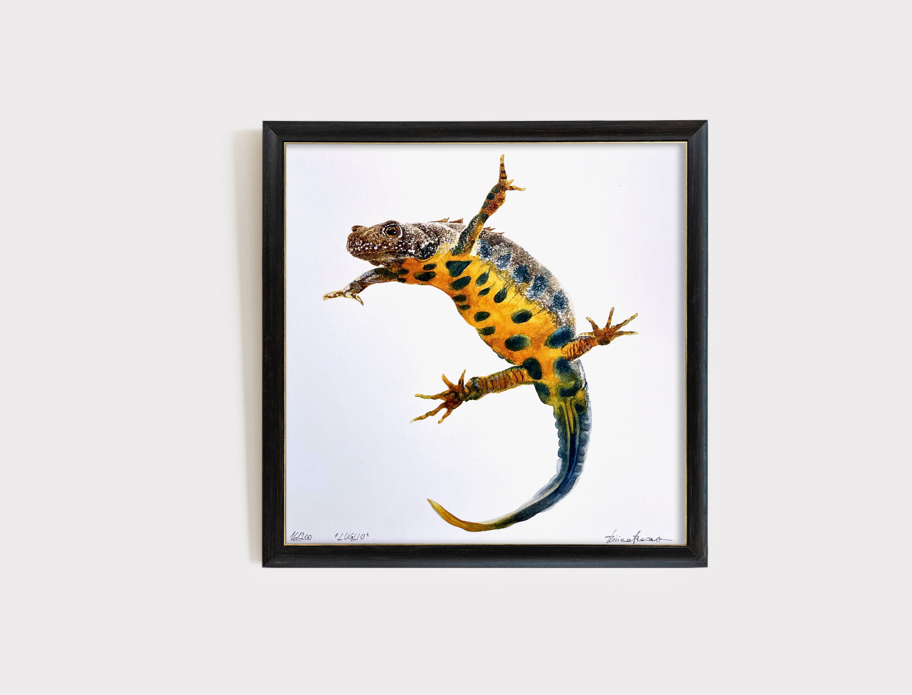 Limited Edition Art Print – Italian Crested Newt, Watercolor by Tiziano ...