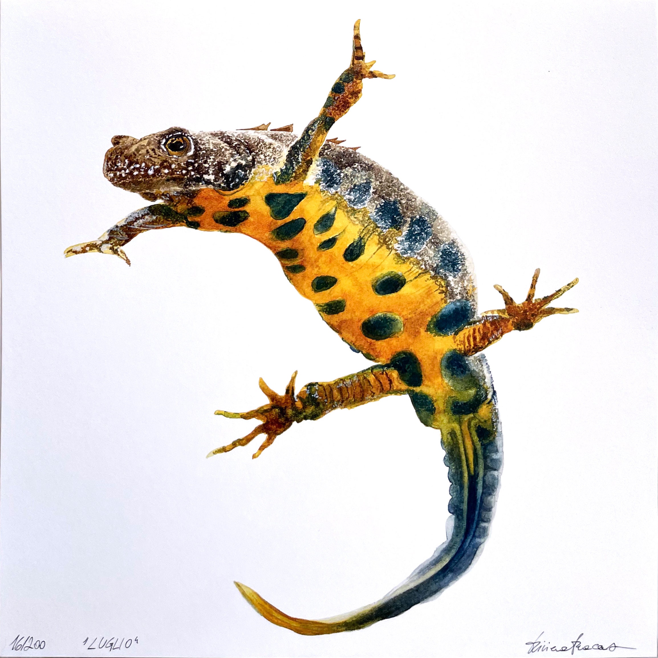 Limited Edition Art Print – Italian Crested Newt, Watercolor by Tiziano ...