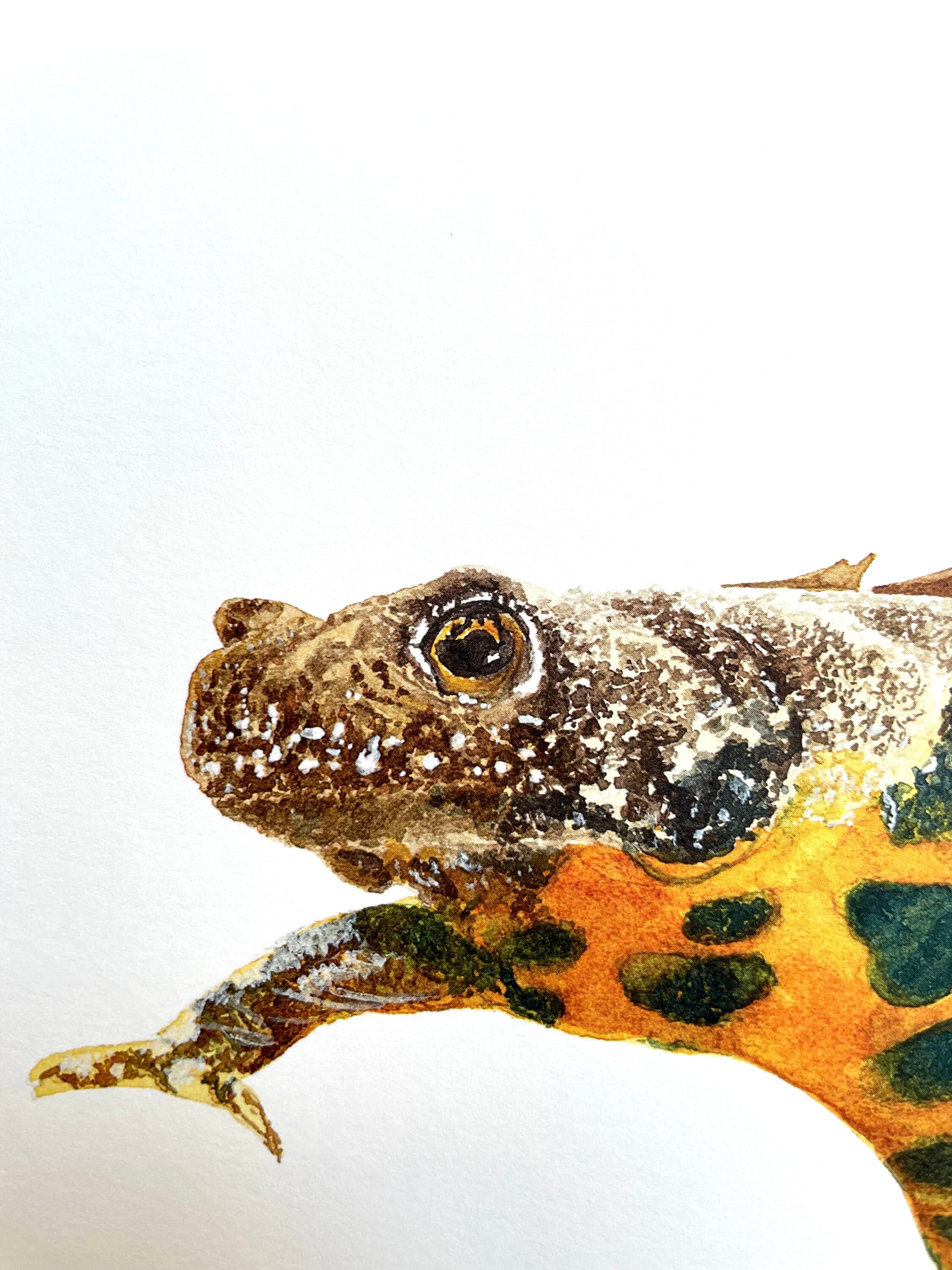 Limited Edition Art Print – Italian Crested Newt, Watercolor by Tiziano ...