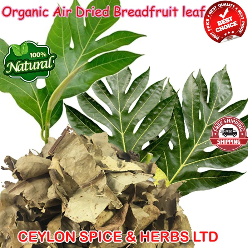 Breadfruit Leaf Dried Breadfruit Leaves Natural Air Dried - Etsy