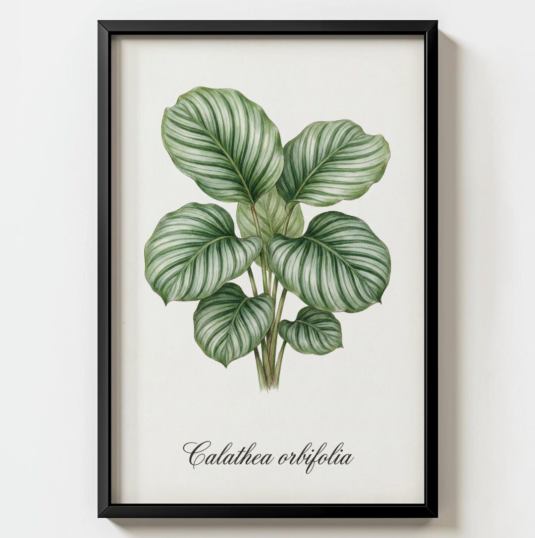 Calathea Orbifolia Illustration, Botanical Sketch, Vintage Flora ...