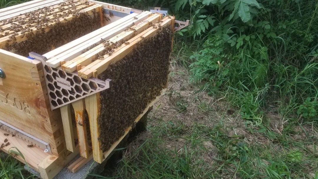 Hive Frame Support - Etsy