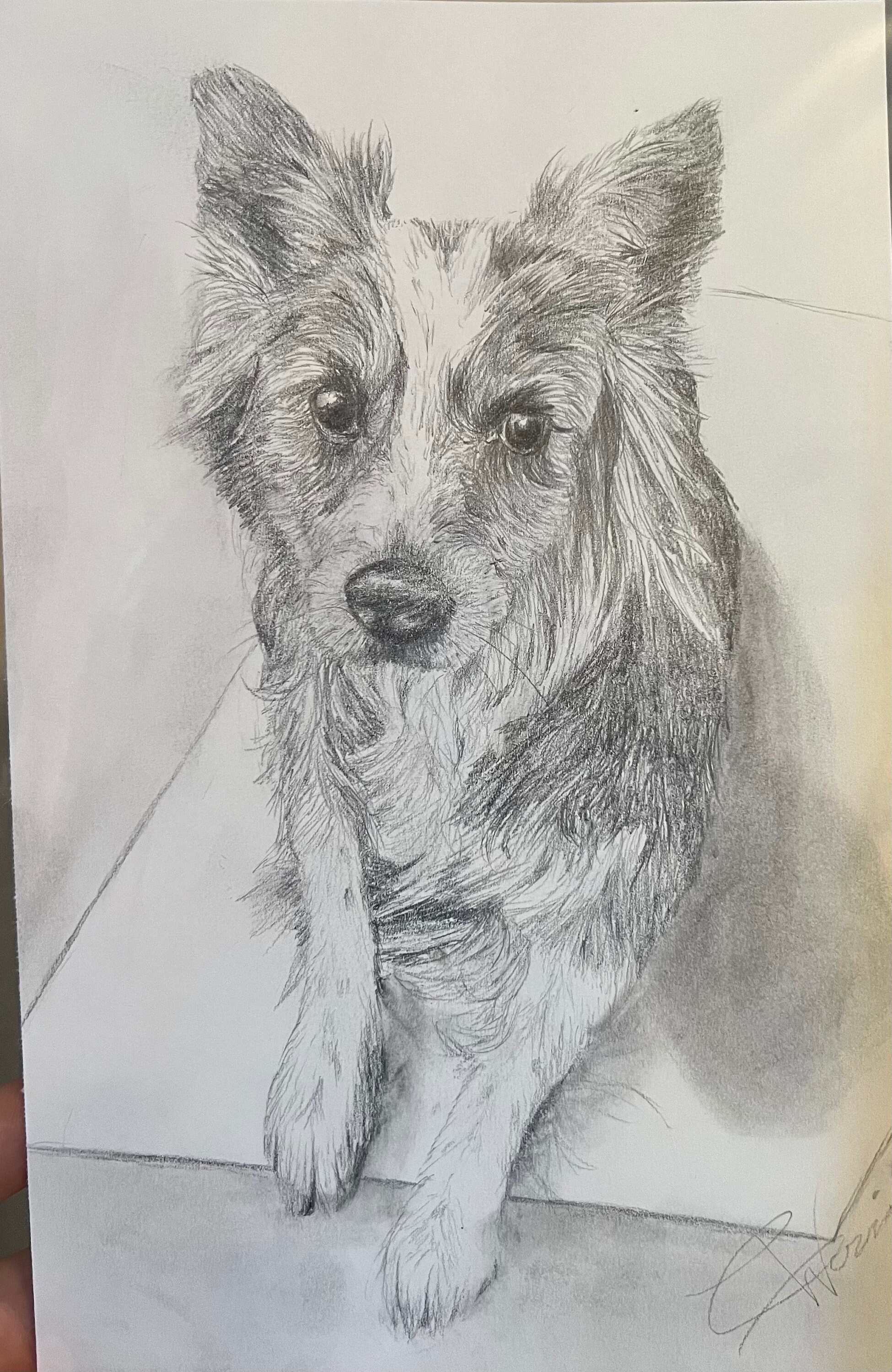Custom Dog Drawing - Etsy