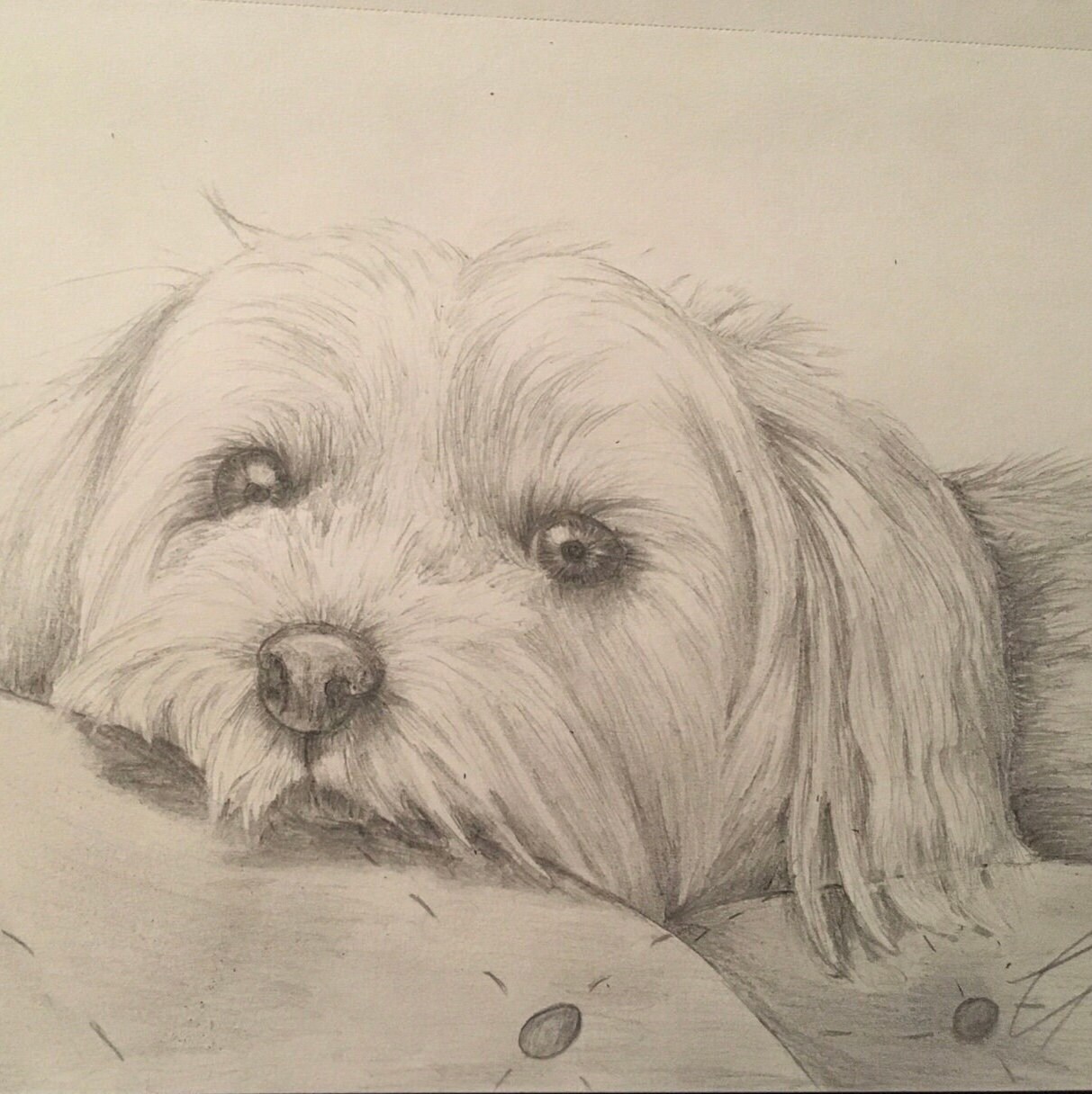 Custom Dog Drawing - Etsy