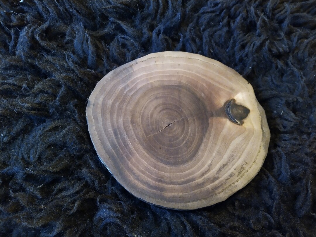 Wych Elm, Ulmus Glabra, Roughly Ground Wooden Disc, Decoration ...