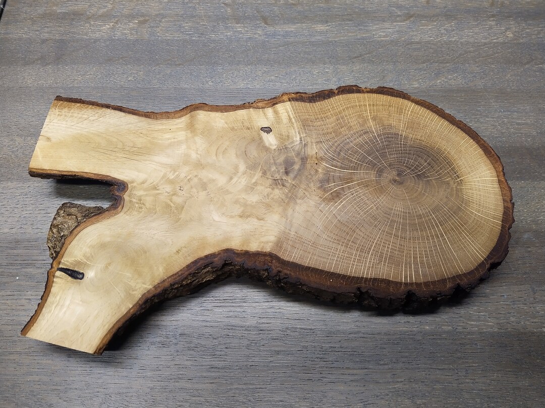 English Oak Tree Slice, Quercus Robur, Approximately 29x16x2.4 Cm - Etsy