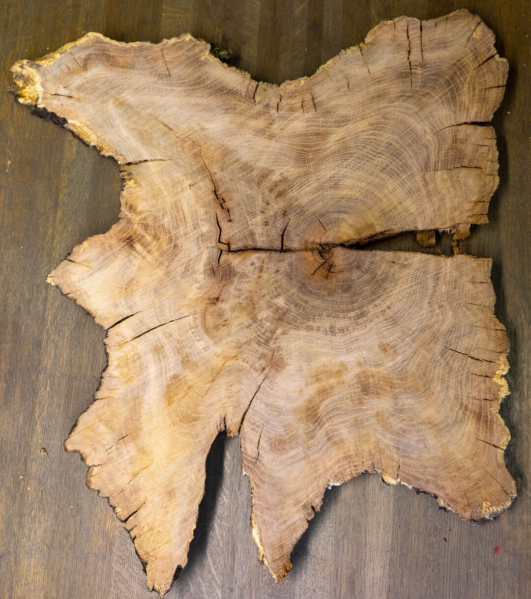 Common Beech Root Star Fagus Sylvatica Tree Slice Root - Etsy